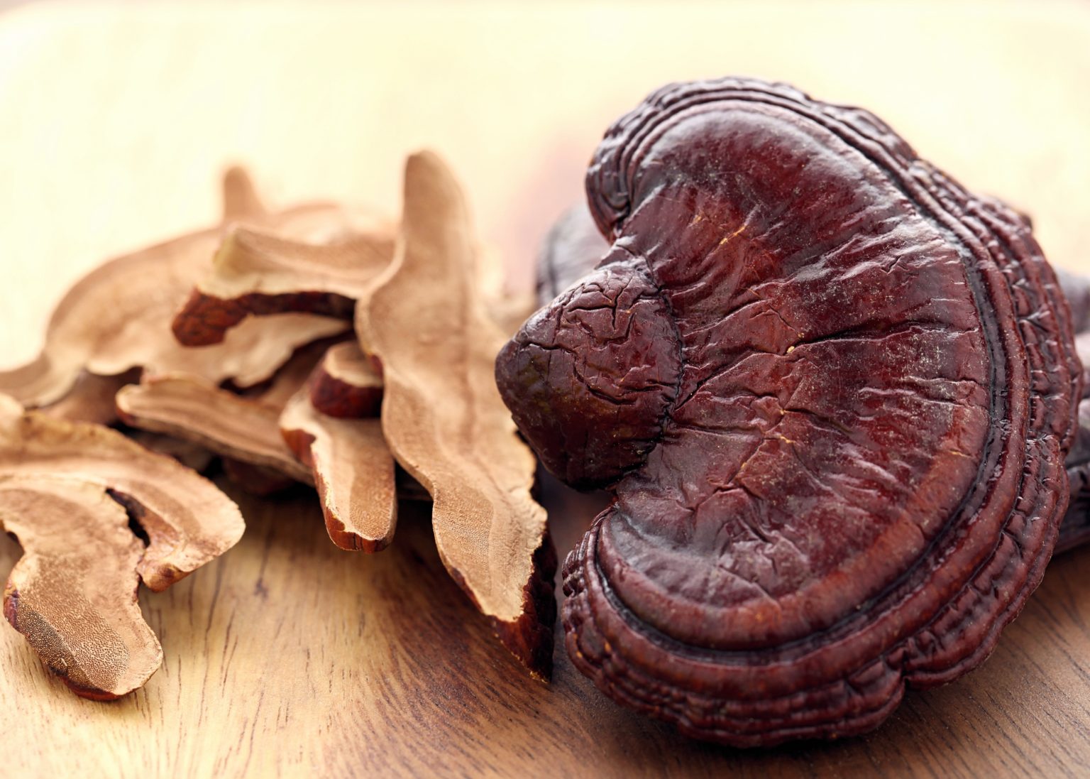 Reishi Mushroom - Ganoderma lucidum - Nyishar